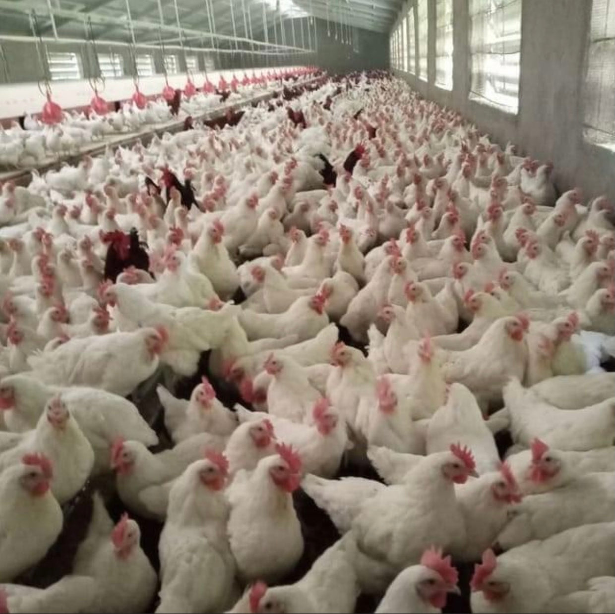 Alema Farm’s PLC poultry — Menetsir | መነፅር
